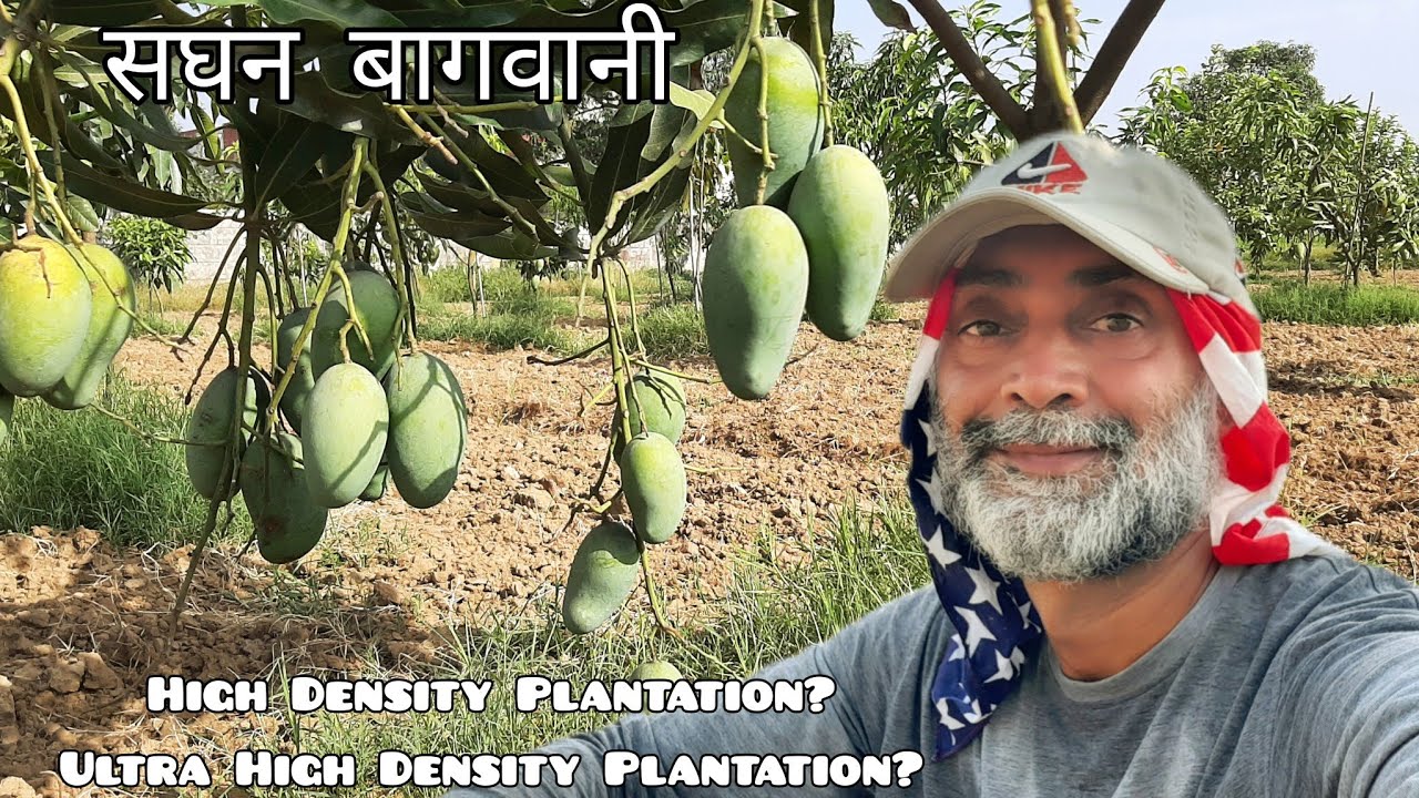 High Density||Ultra High Density Plantation||Which is Betterसघन बागवानी ...