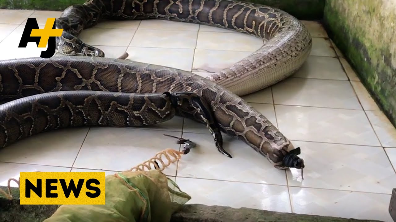 PETA Investigators Stunned By Snakes Inflated To Death For Their Skin ...