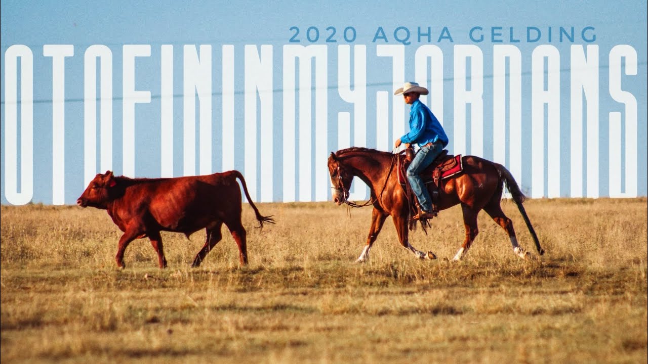 Otoeininmyjordans // 2020 AQHA Gelding - High Brow Cat x Whiskeys Otoe ...