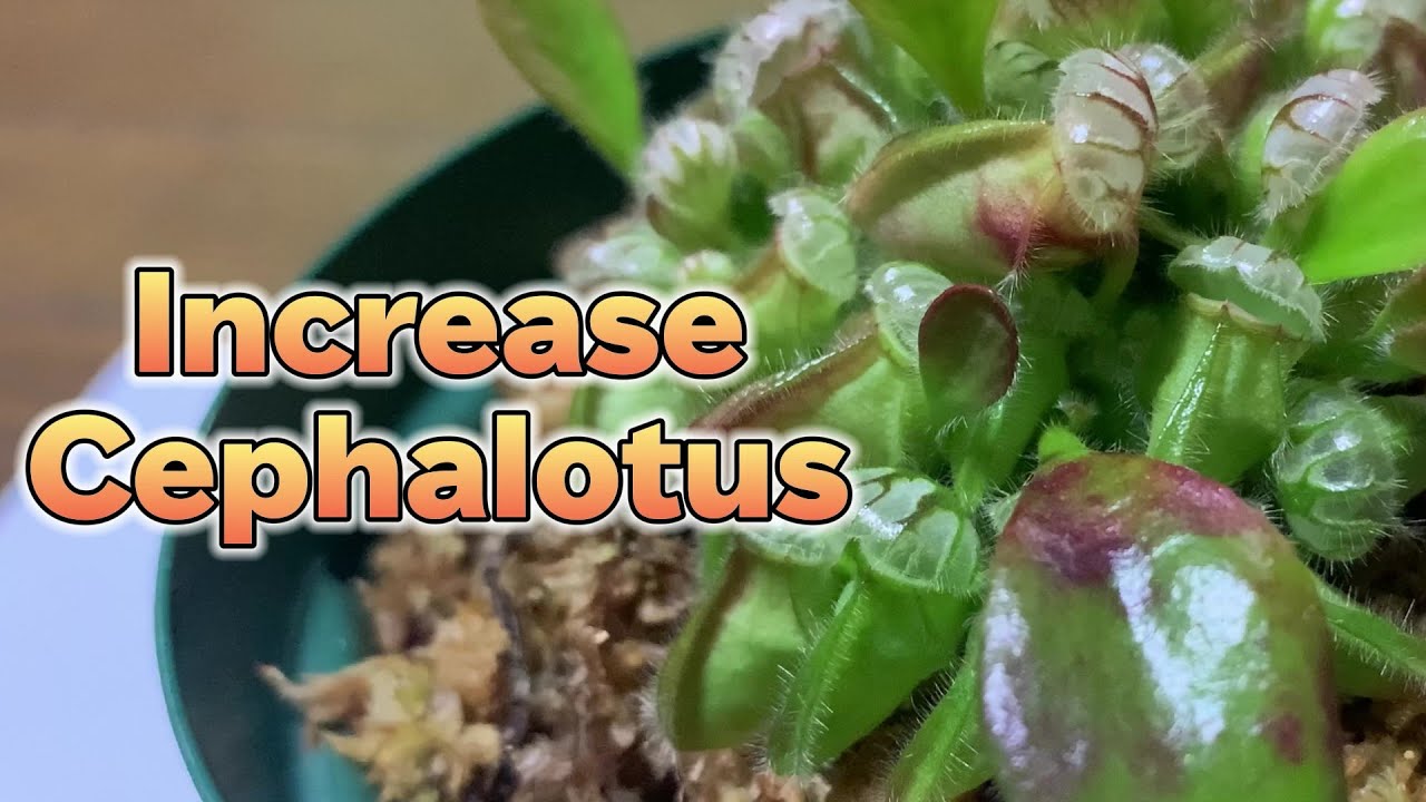 How to increase Cephalotus! Now you can increase Cephalotus a lot ...