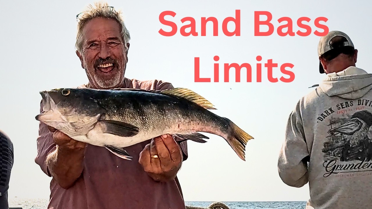 FULL LIMITS Sand Bass! Wide Open Bite on the Premier H&M Landing San ...