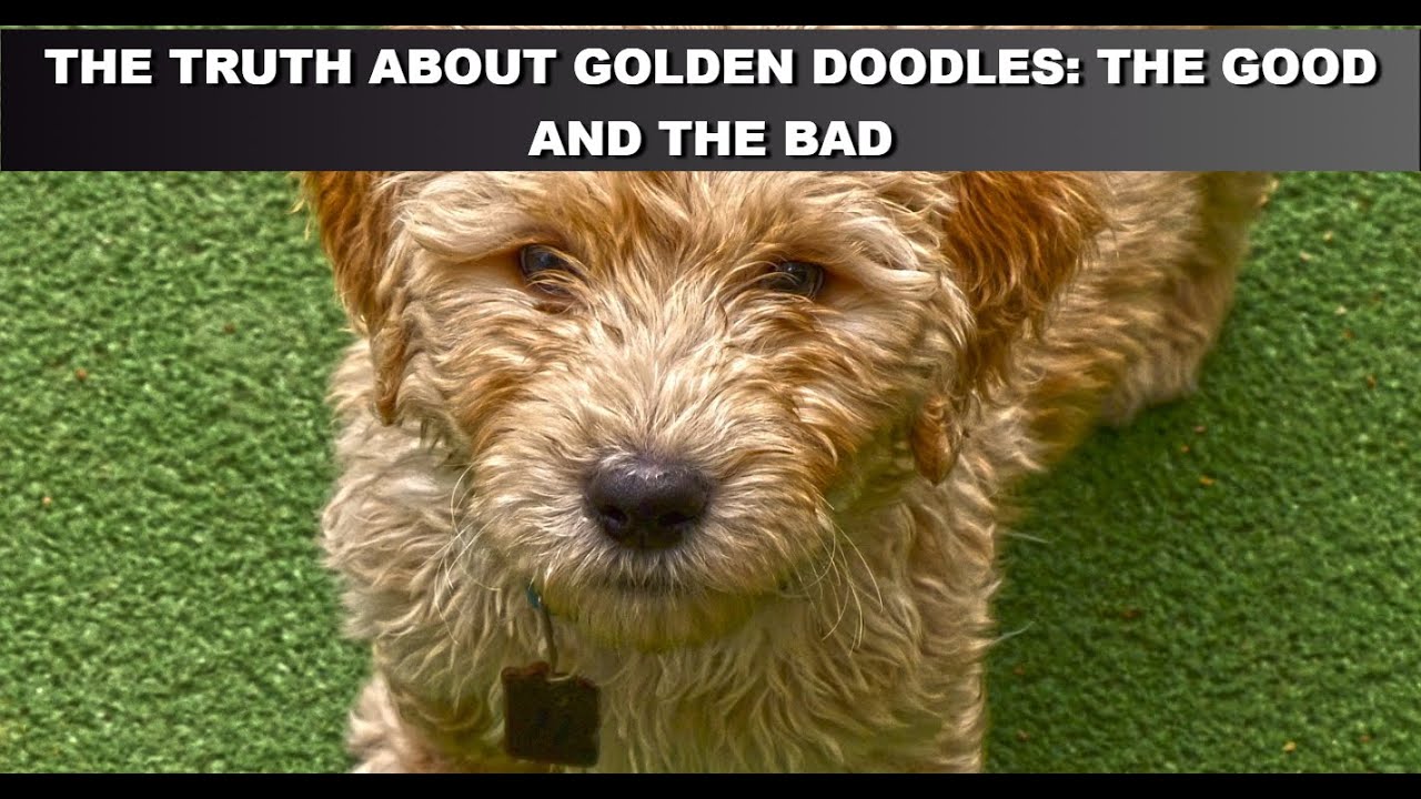 The Truth About Goldendoodles: The Good and the Bad - YouTube