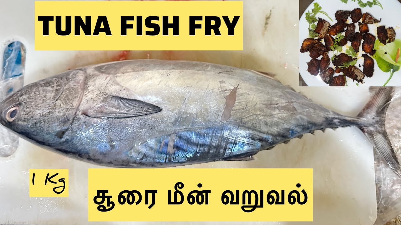 சூரை மீன் வறுவல் I TUNA FISH FRY I How To Make Tuna Fish Fry I TUNA ...
