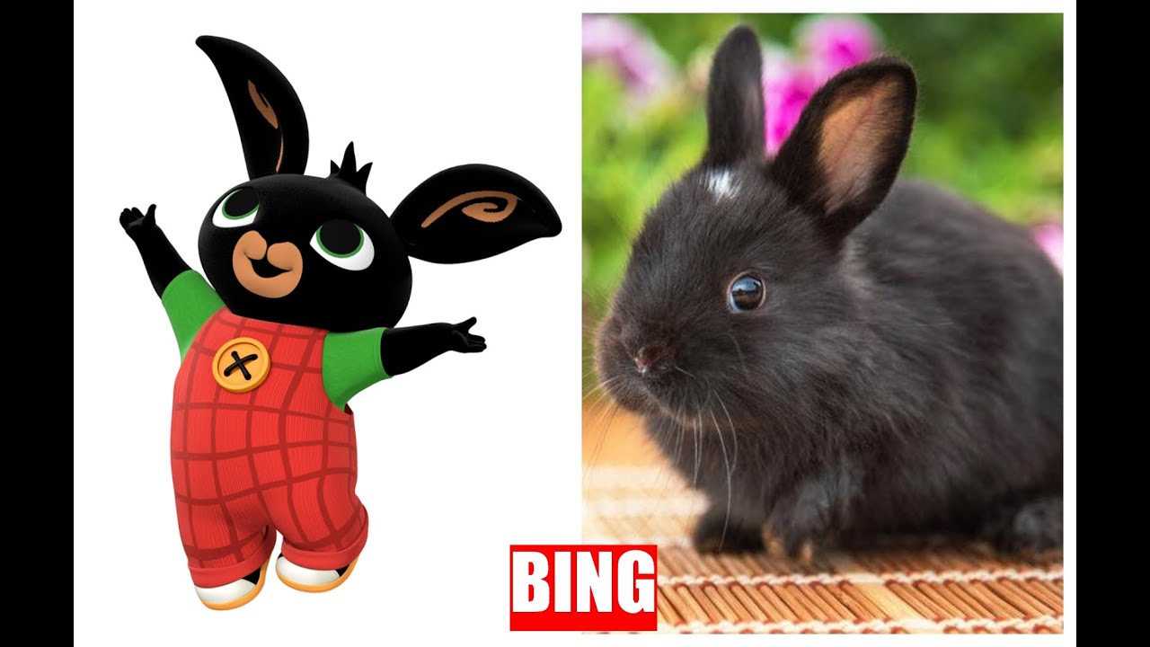 Iepurasul Bing Bunny in viata reala - YouTube