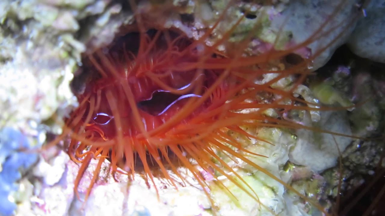 Moalboal Electric Clams - YouTube