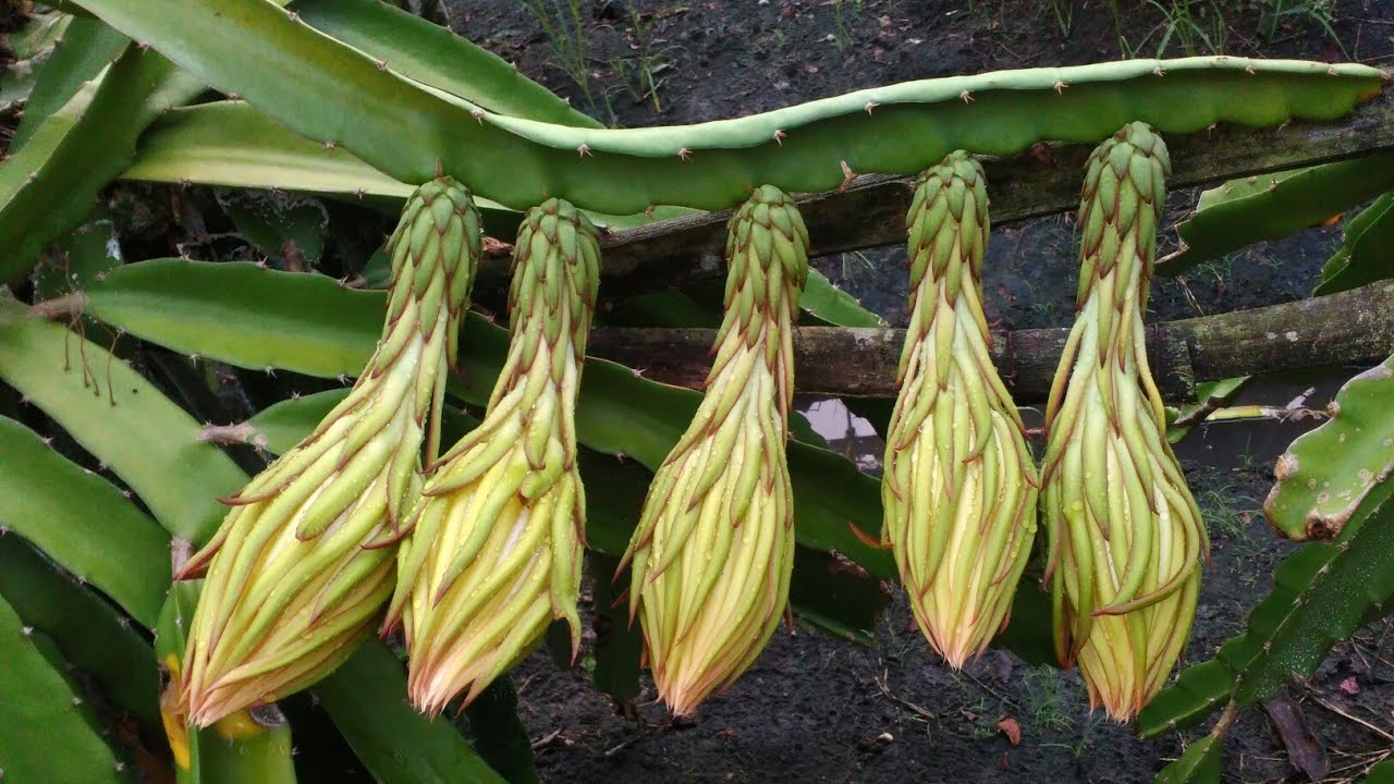 Satu Tiang Berisi Puluhan Bunga Buah Naga epd 38 - YouTube