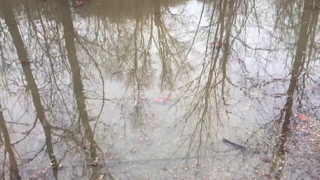 Island Park Ann Arbor Flooding - YouTube