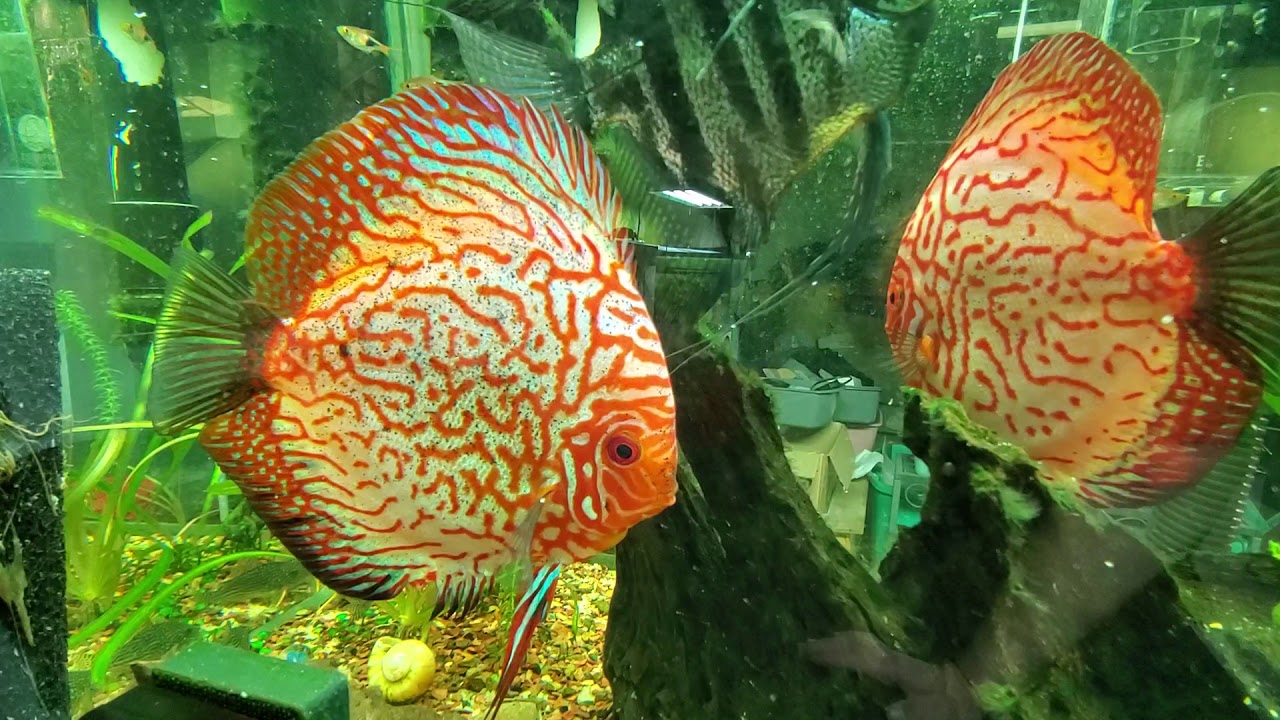 Discus Pair and a huge Angel - YouTube