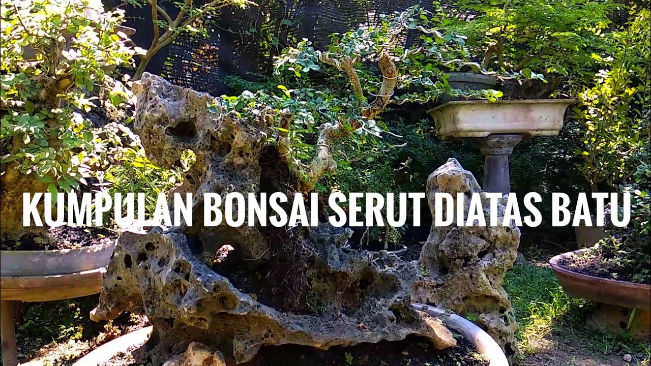 Kumpulan Bonsai Serut Diatas Batu | Bonsai Streblus Asper On A Rock ...