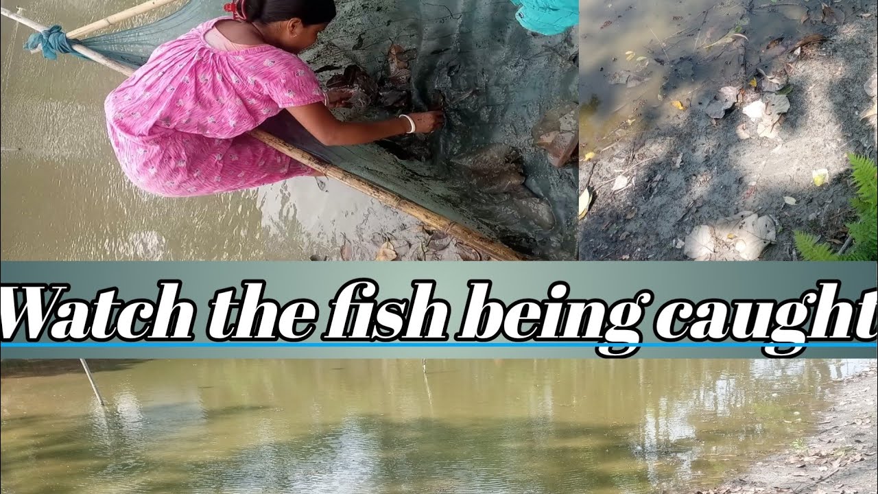 Fishing~How to catch fish with push nets | in our pool | - YouTube
