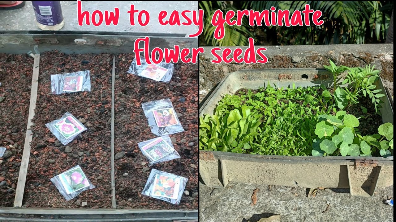 How to easily germinate flower seeds #germinatingseeds #homegarden # ...