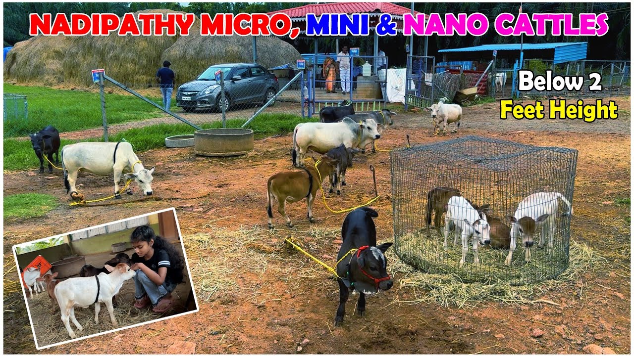 Nadipathy micro mini & Nano Cattles | Below 2 Feet Height | #miniature ...