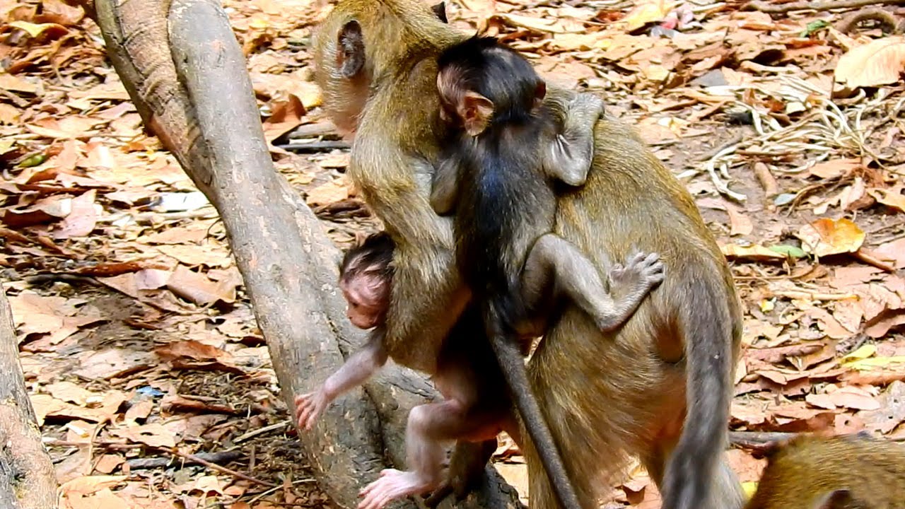 Mom lost baby monkey because baby monkey was kidnapped by little monkey - YouTube
