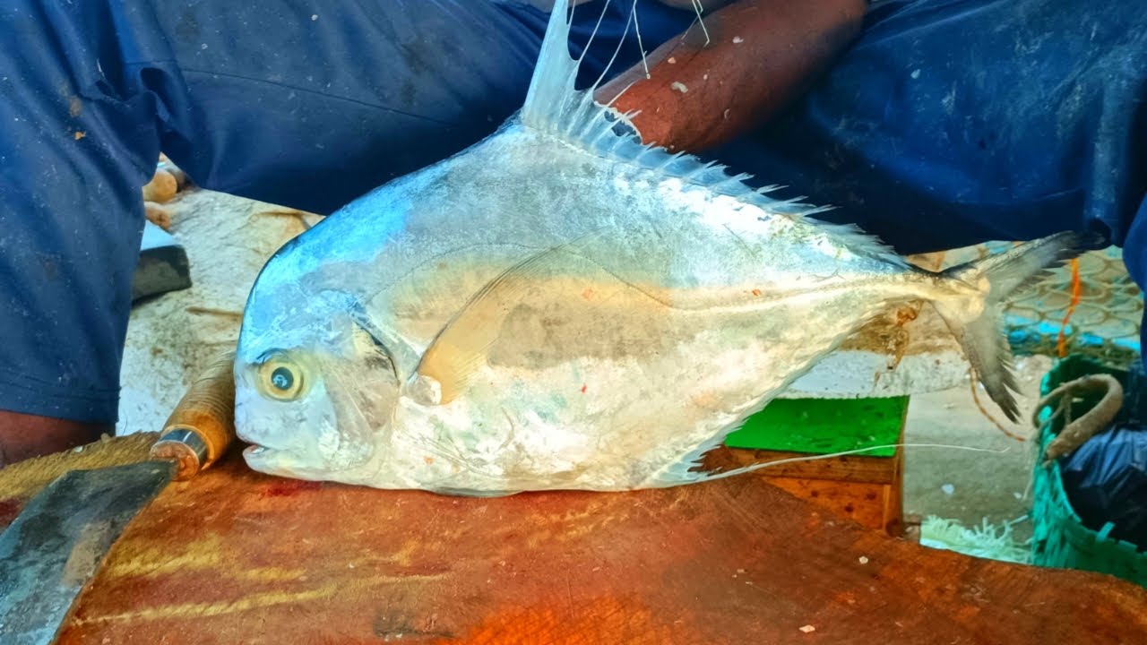 Kannadi Paarai (Diamond Trevally) Fish Cutting Skill / Fish Cutting ...