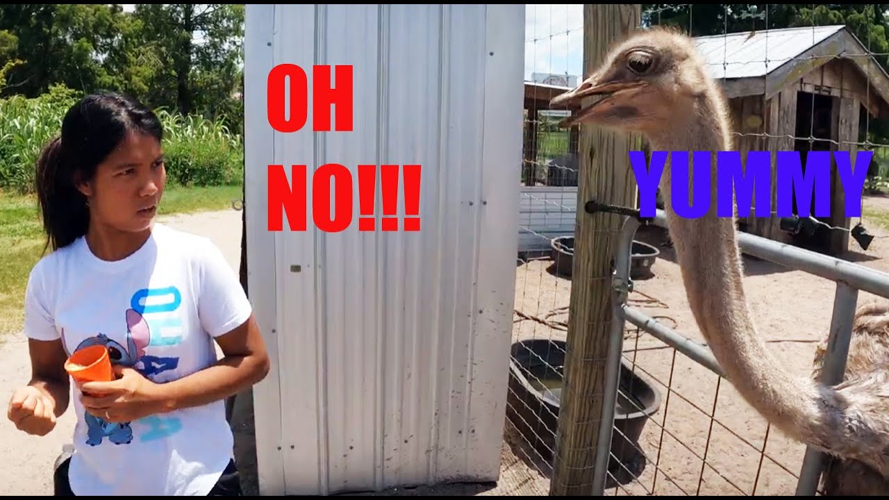 BIG Angry Ostrich bites wife's finger off - WARNING GRAPHIC animal bite ...