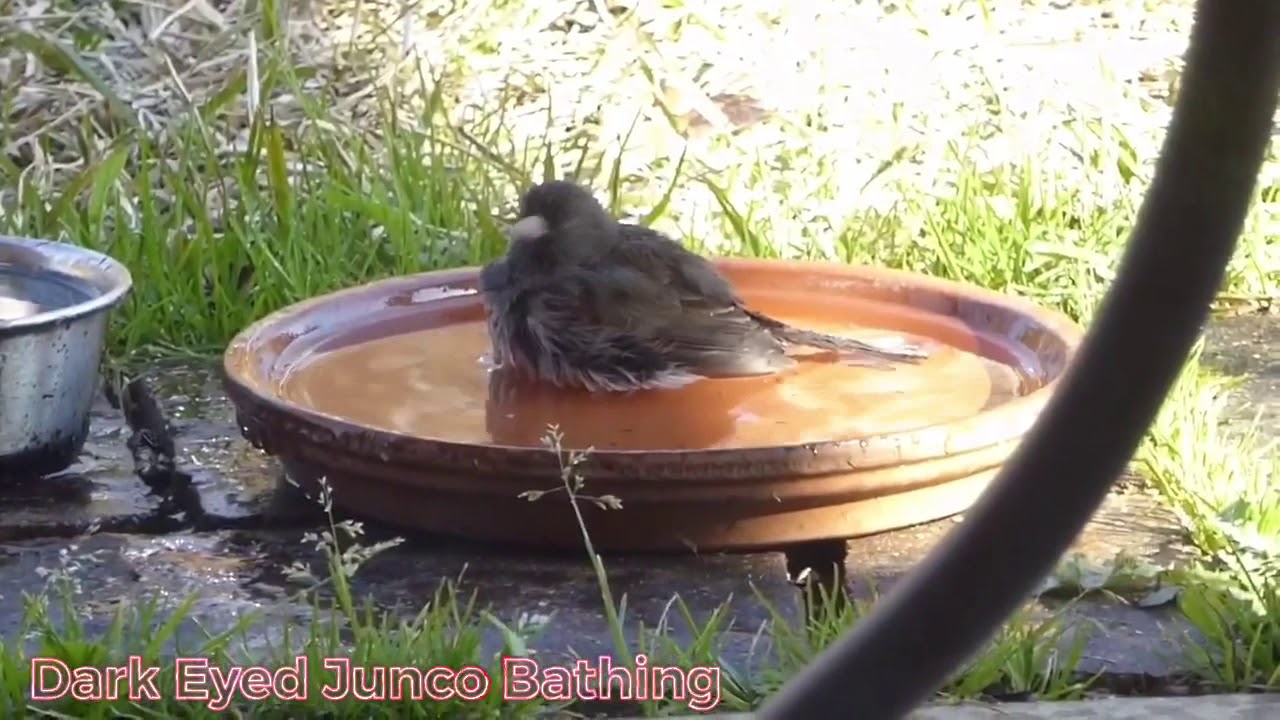 Dark Eyed Junco, Bathing! - YouTube