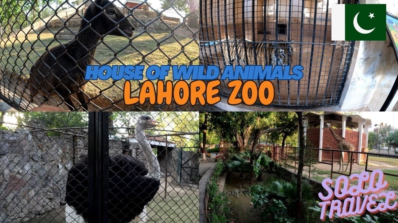 Lahore Zoo 2025 | Safari Zoo Park Lahore | Travel Vlogs #lahore # ...
