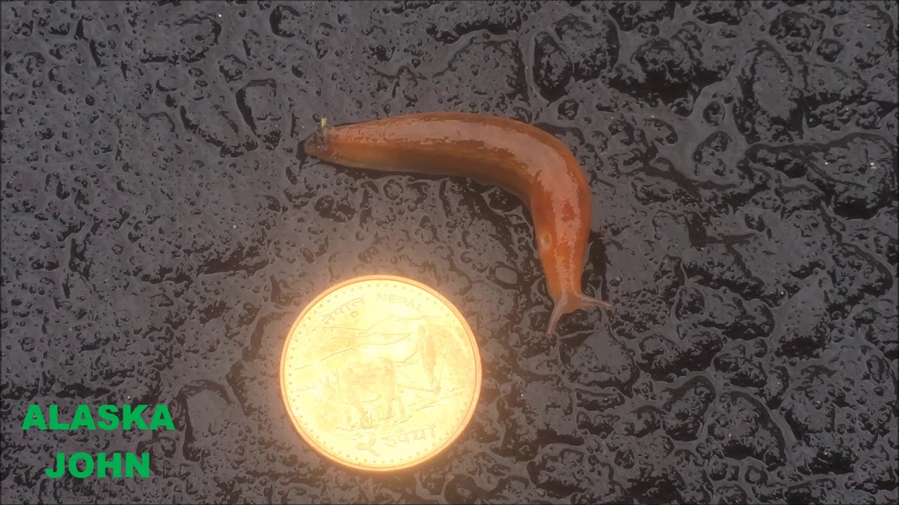 Alaskan Slug - Anchorage Alaska - YouTube