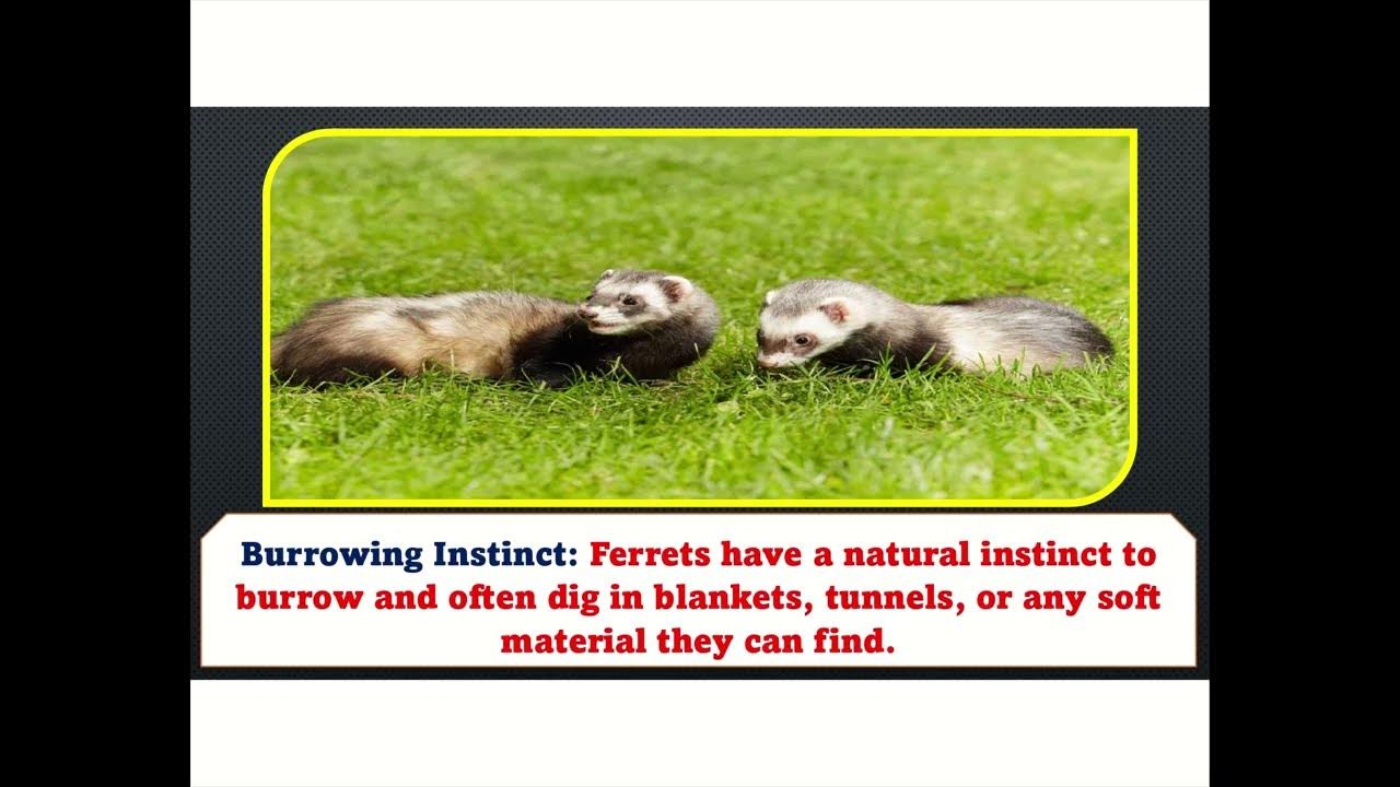 Fun Ferrets: Discover These Playful and Curious Creatures! - YouTube