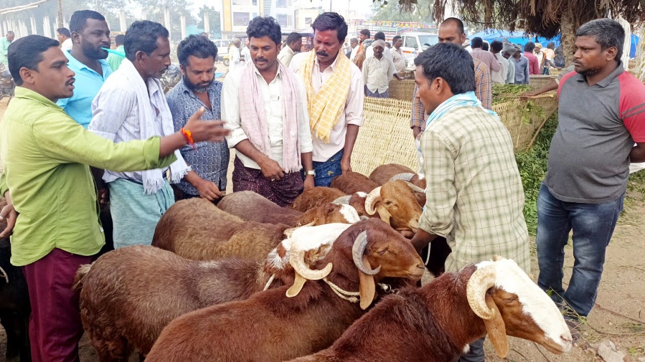 పెబ్బేరు సంతలో పెద్ద సైజు పొట్టేళ్ల రేట్లు-pebbair sheep market-पेब्बैर ...