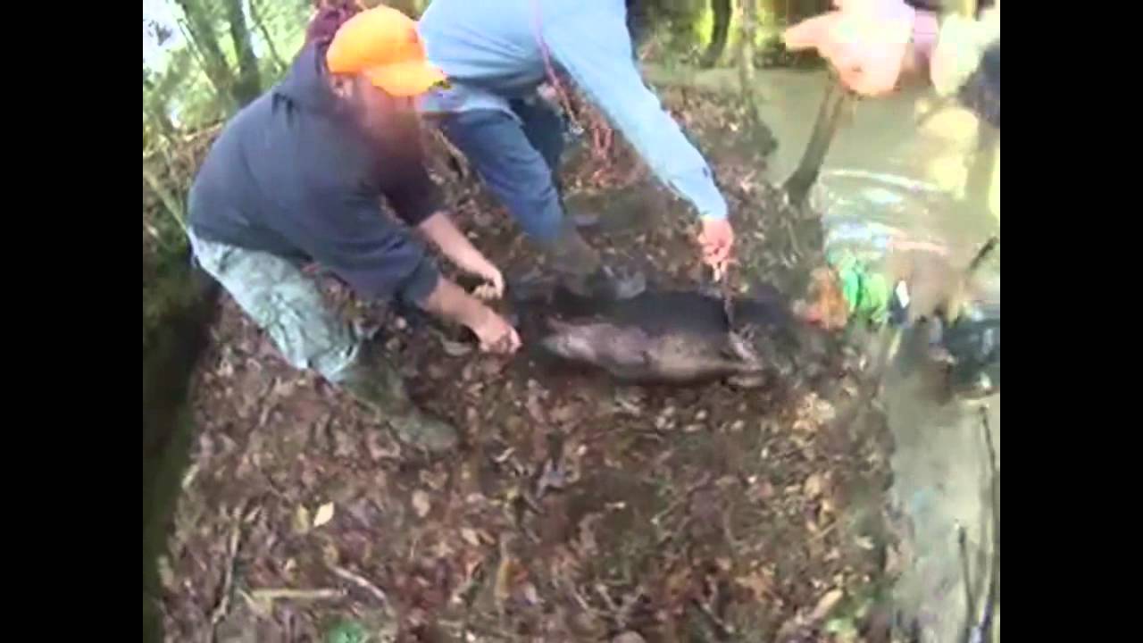 Alabama hog hunt with dogs - YouTube