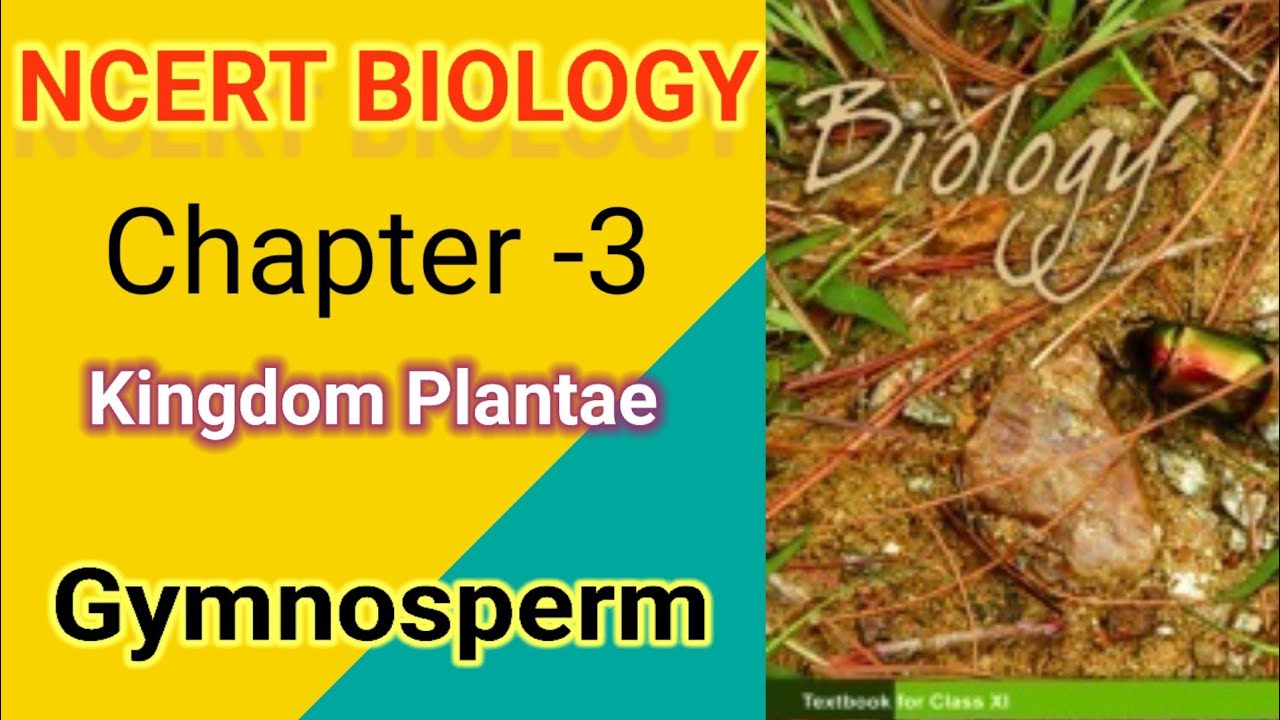 COMPLETE COURSE ON 11TH NCERT BIOLOGY||CH-3||PLANT KINGDOM|Gymnosperm ...