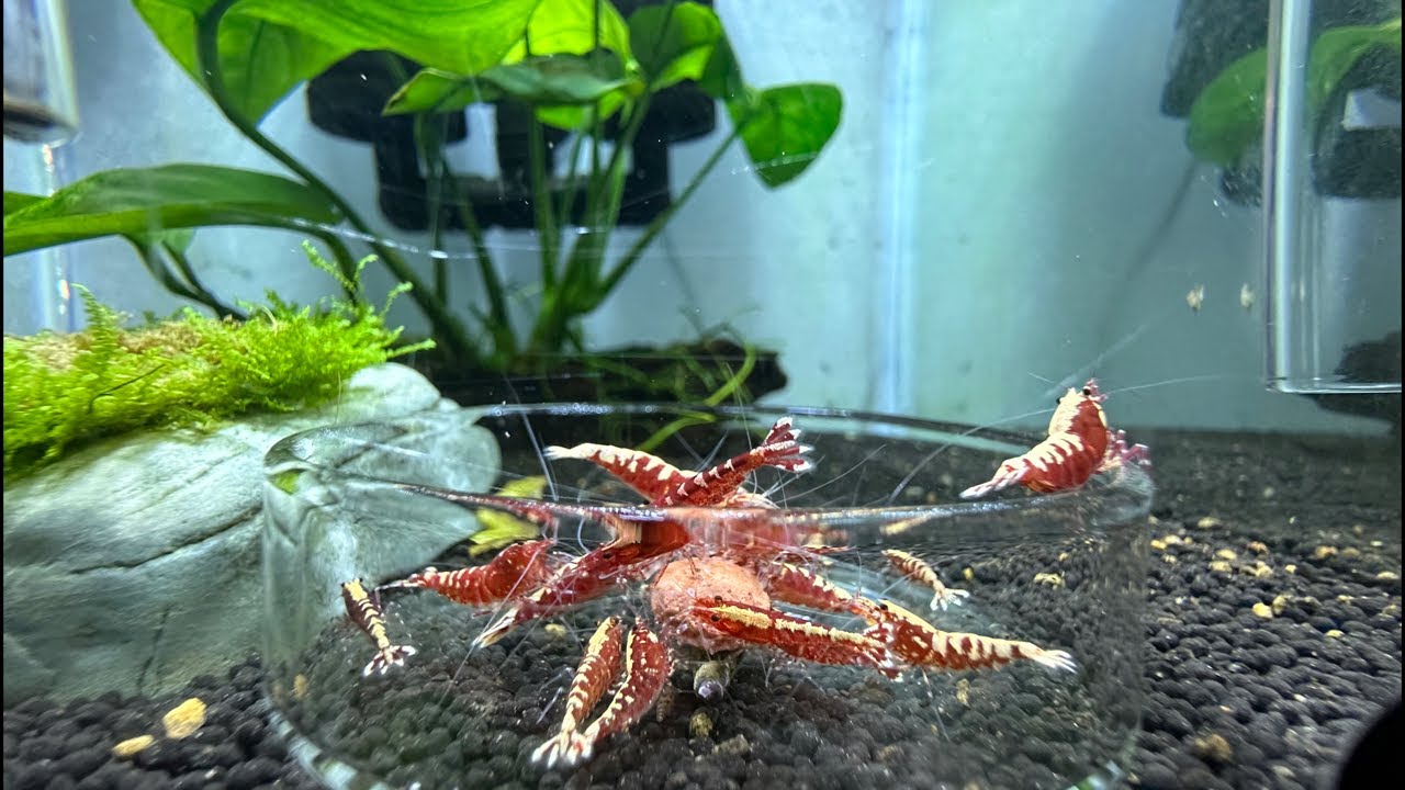 🔴 Live JT Keeping Fish // Watch The Rare Shrimp While I Clear Out A ...