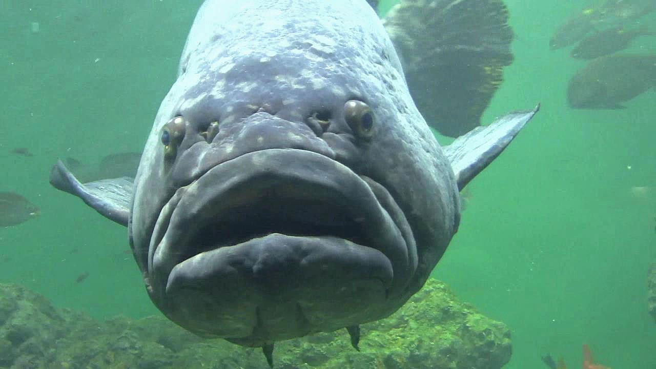 迫りくる巨大タマカイ！～南シナ海大水槽の魚たち （葛西臨海水族園）Giant grouper - YouTube