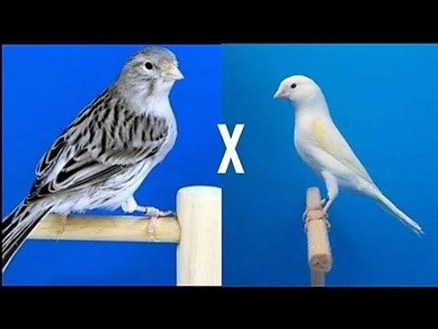 cruce canario blanco dominante x canario gris - YouTube