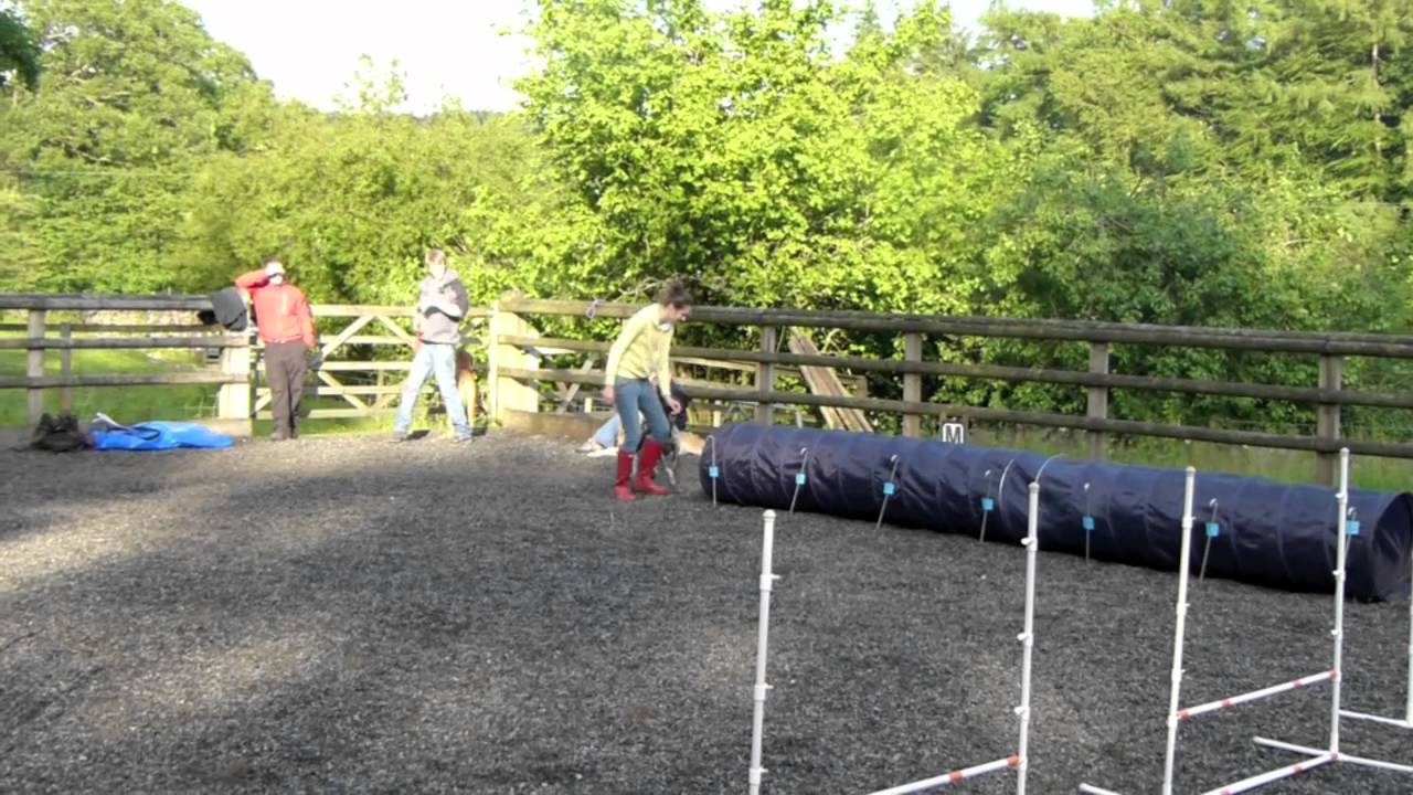 GSP Tiger starting with Agility - YouTube