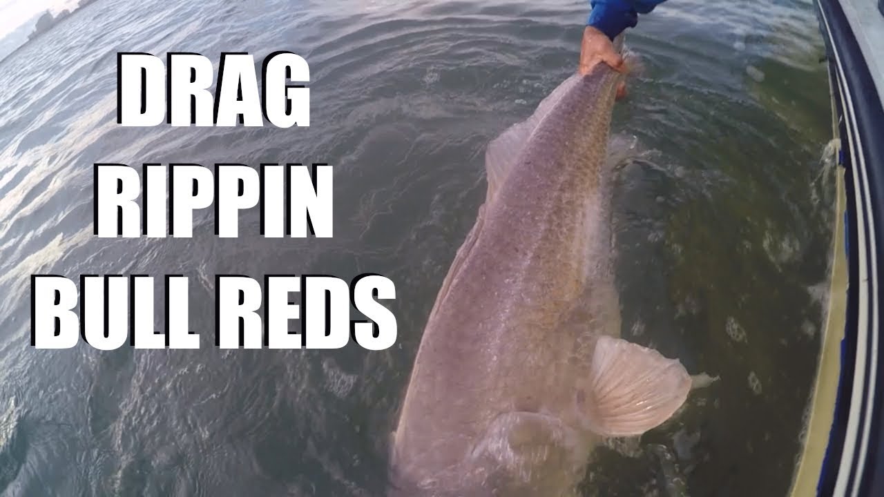 Relentless Drag Ripping BULL Redfish (Fishing East Coast Florida) - YouTube