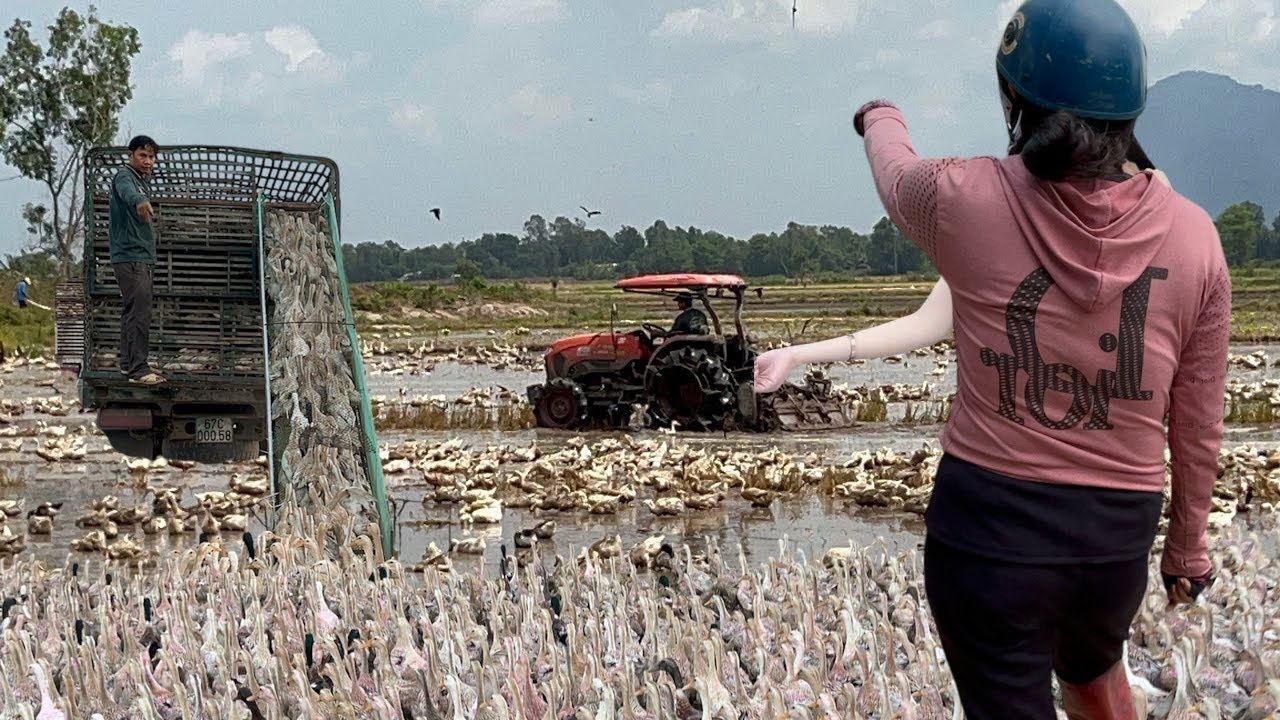 Effective Livestock Farming Techniques for Local Farmers | Tips to ...