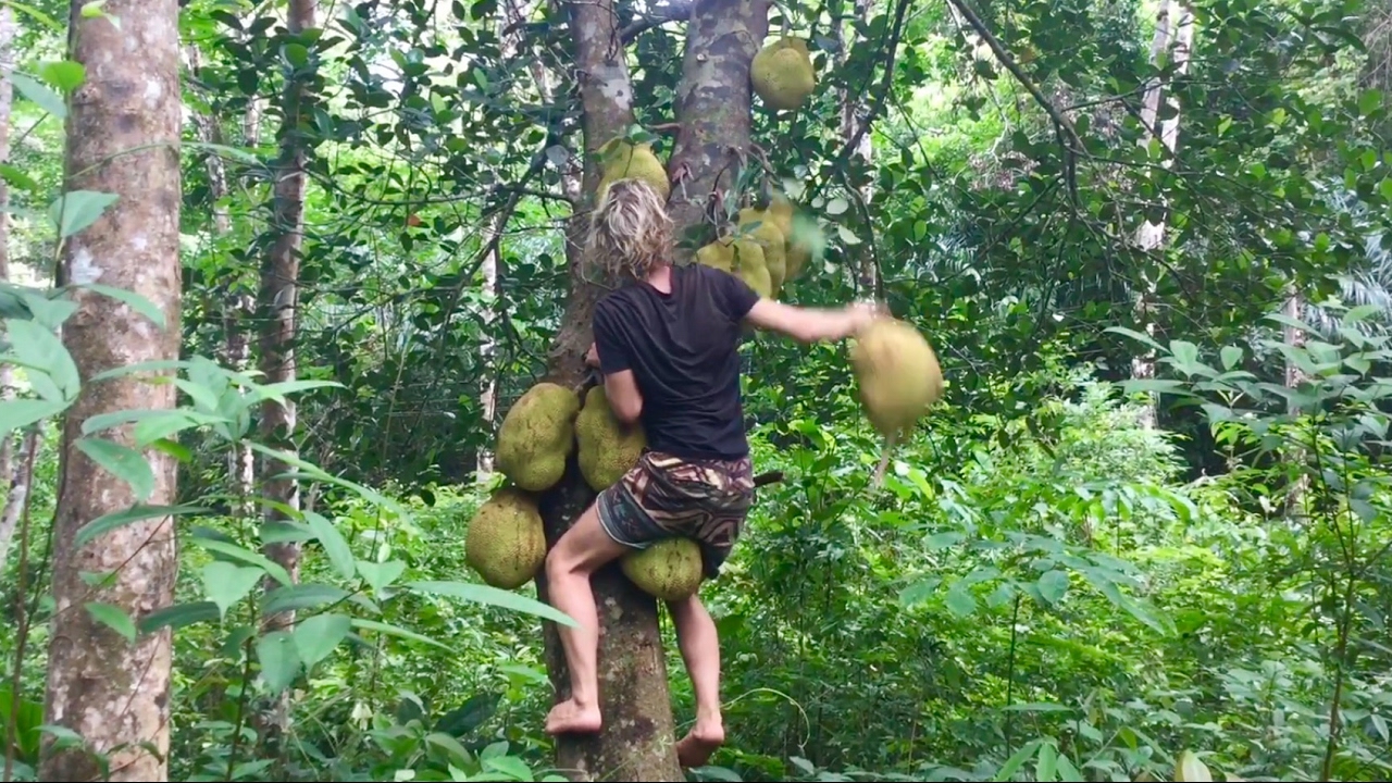 How to forage JACKFRUIT in the jungle - YouTube