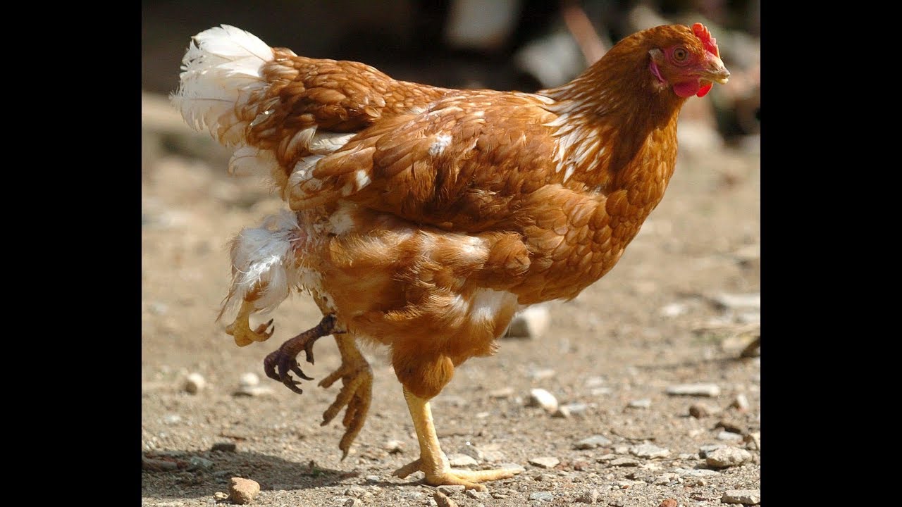 Ouça o som de uma Galinha cacarejando - YouTube