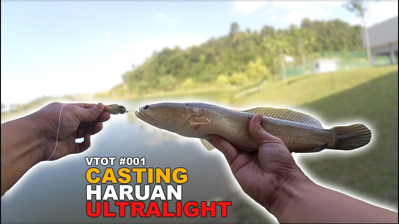 | VTOT #001 | Casting Haruan @ Gabus | Ultralight Fishing | - YouTube