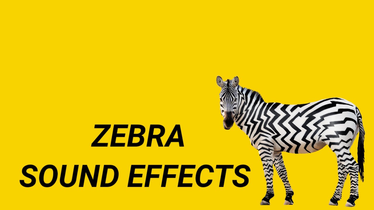 ZEBRA SOUND EFFECTS - YouTube