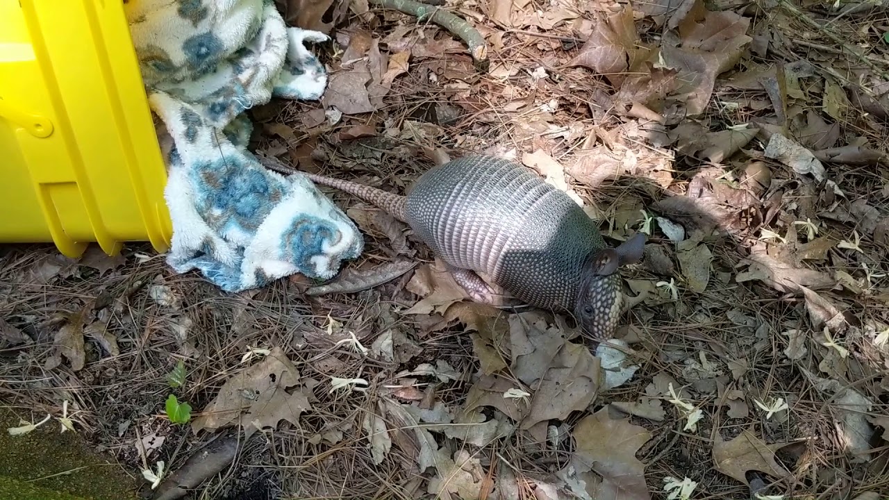 Armadillo Foraging Test - YouTube
