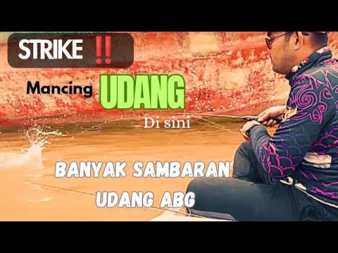Mancing udang galah‼️banyak sambaran udang Abg
