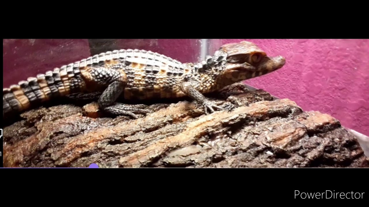 DWARF CAIMAN ENCLOSER SETUP! - YouTube