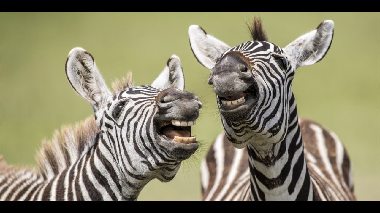 Try not to laugh 🤣 Funny moments with animals - YouTube