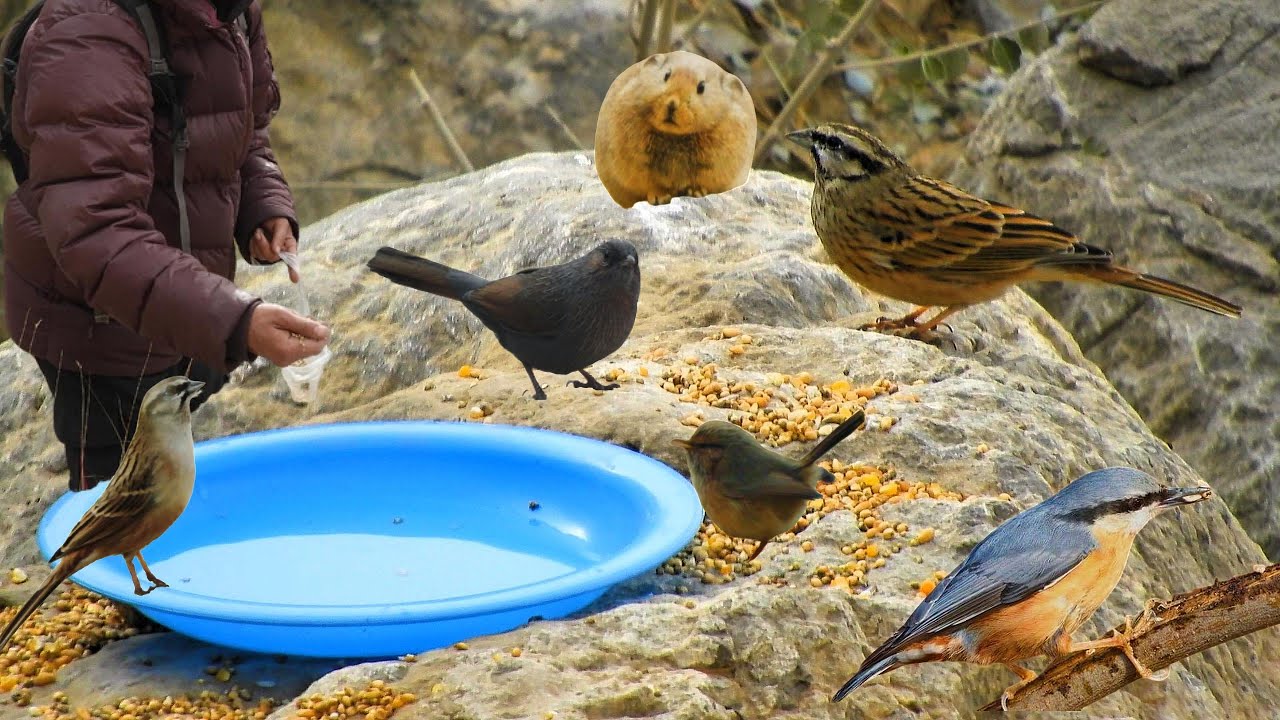 Feeding mountain birds in cold weather | Take care of wildlife \BIRDS ...