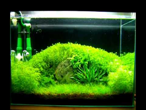 60cm planted tank - YouTube