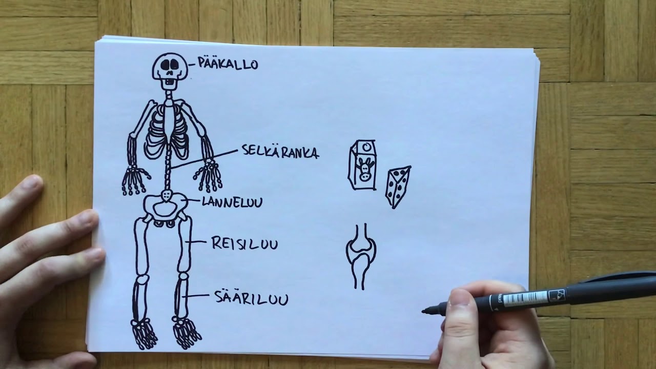 Luut ja lihakset - YouTube