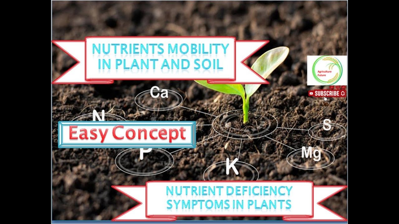 Nutrient Mobility in plant and Soil II Nutrient Deficiency symptoms in ...