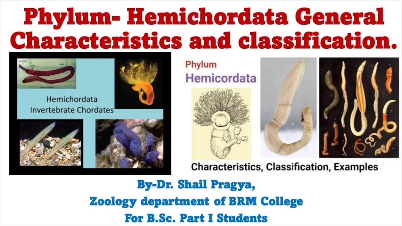 General Characteristics and Classification of the Phylum Hemichordata ...
