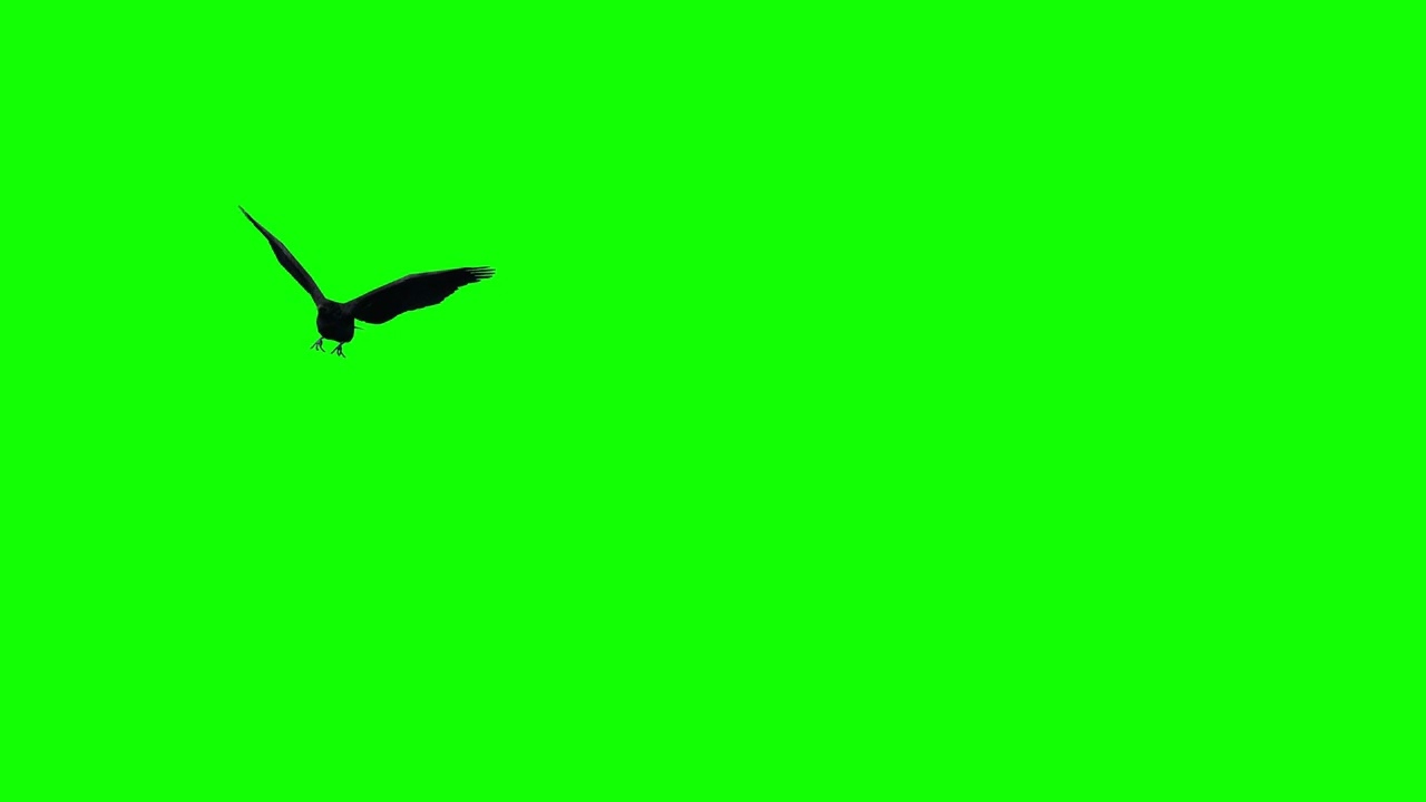 [4K] Crow Fly By Transition - Green Screen - YouTube