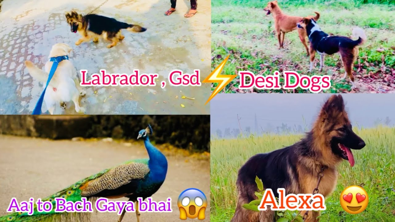 Desi Dogs Vs Labrador , Gsd 🔥 Peacock Vs Dogs 🤯 - YouTube