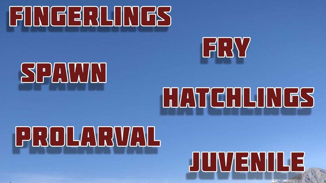 TERMS :- Spawn, Fry , Sac Fry (Prolarval) , Hatchlings, Juvenile ...