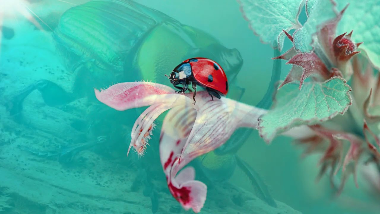 Relaxation and insects.. - YouTube