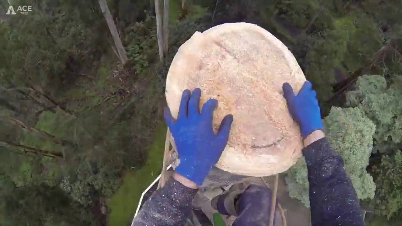 "Speed Line" Zip line rigging control tree removal - YouTube
